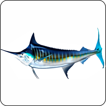 Striped Marlin – Digital Fish Art